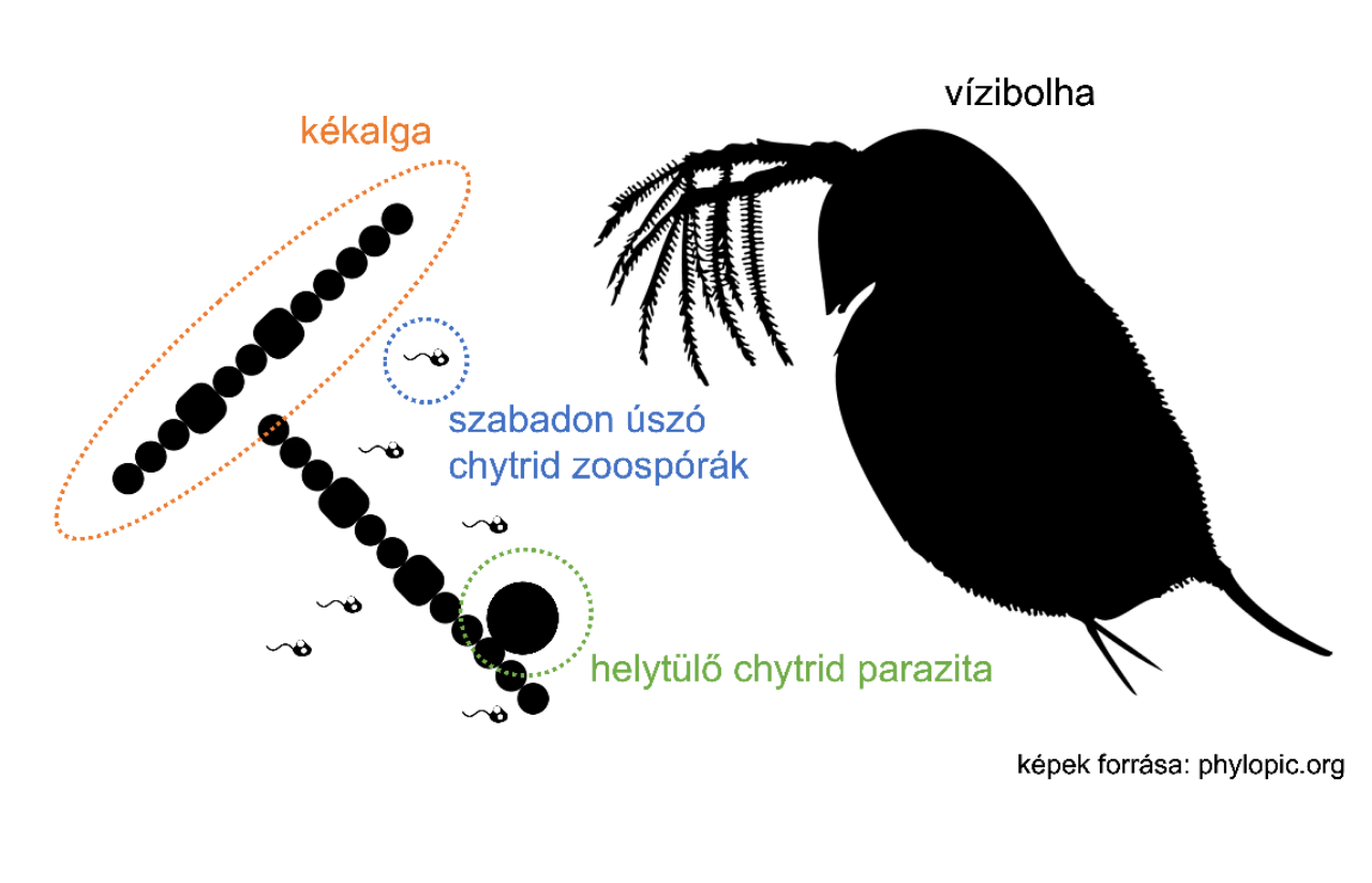 Örüljünk a parazitáknak! Legalábbis, örüljünk az algák chytrid gomba ...
