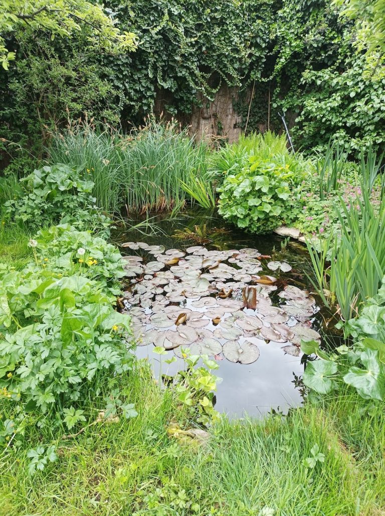 Garden ponds: Hidden gems of urban biodiversity conservation - Centre ...