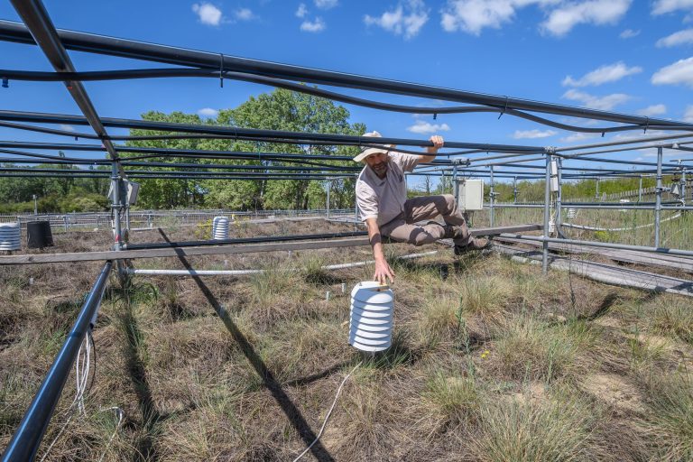 New study reveals how reduced rainfall threatens plant diversity ...